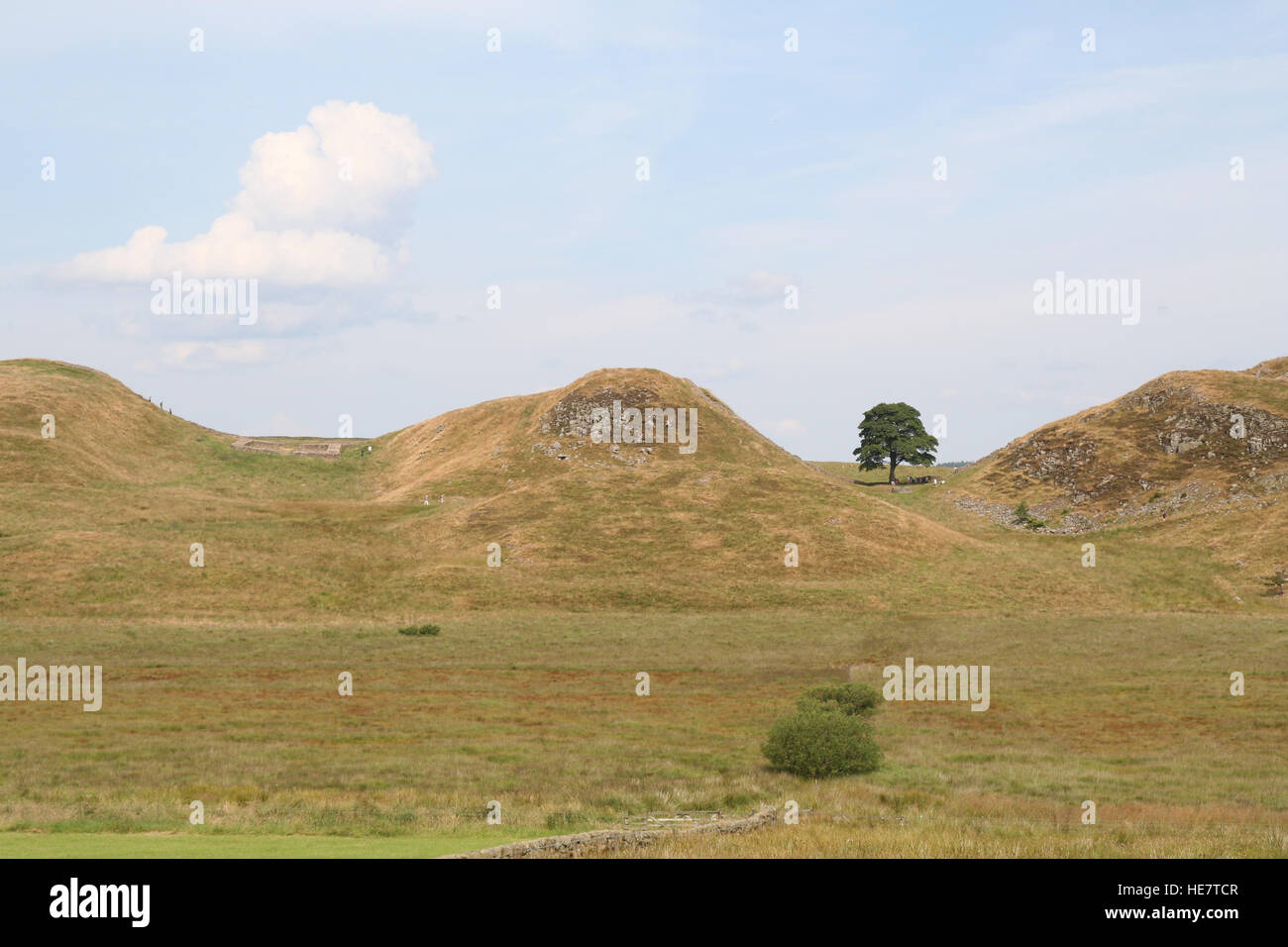 Sycamore Gap. The famous sycamore tree on Hadrian's Wall Northumberland ...