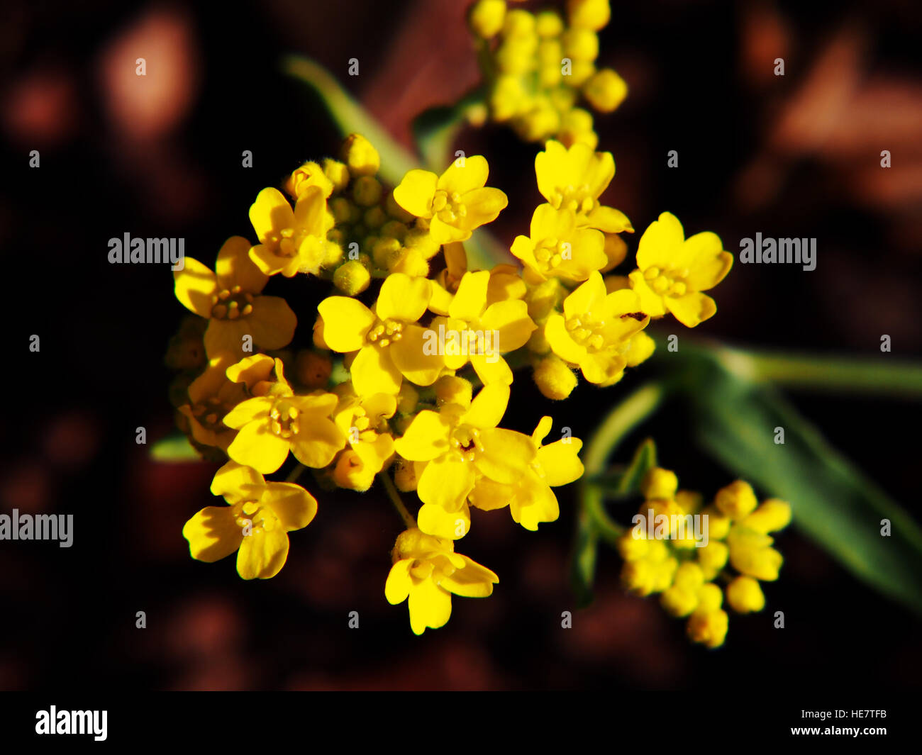 Alpine madwort hi-res stock photography and images - Alamy