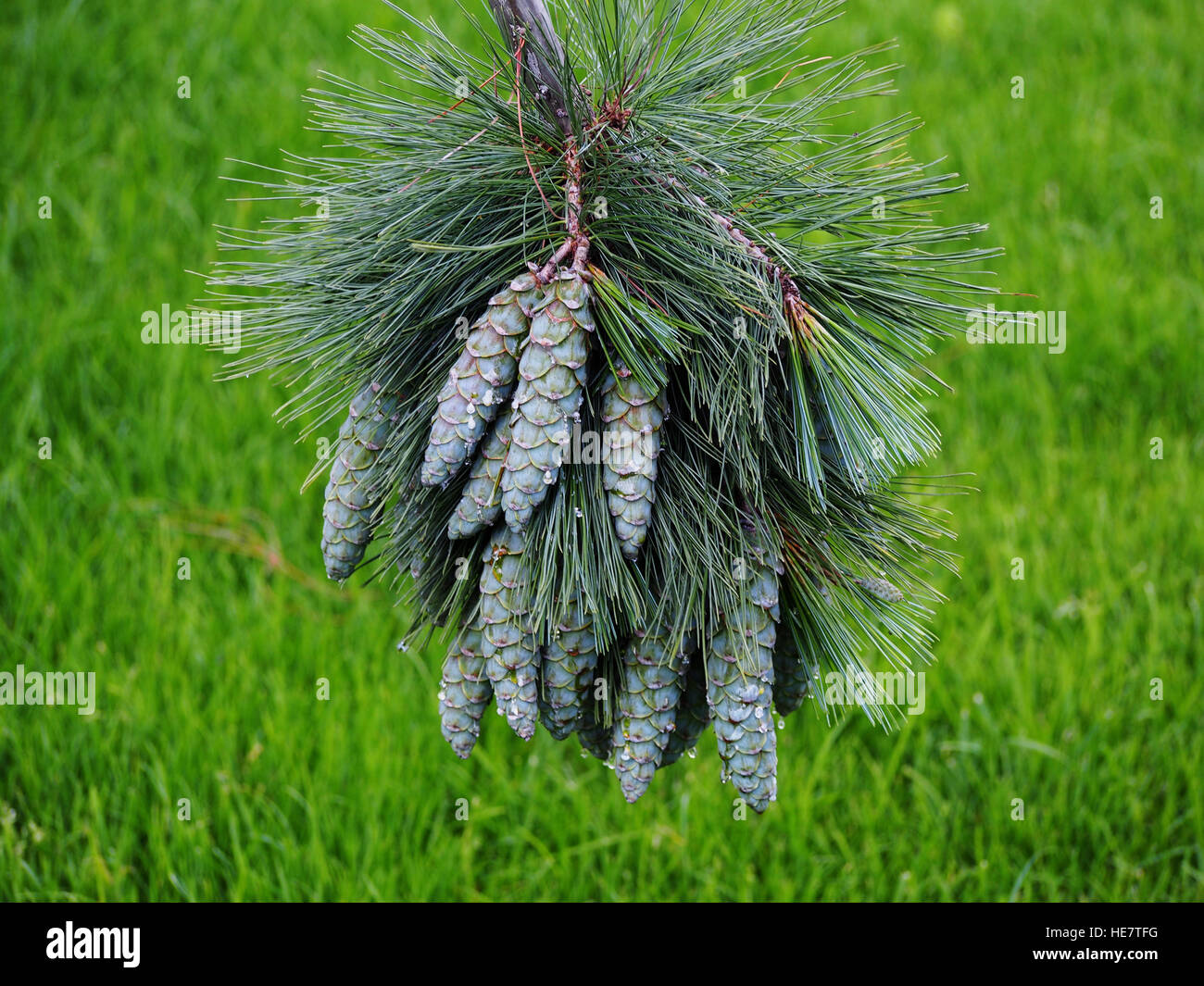 Pinus wallichiana hi-res stock photography and images - Alamy