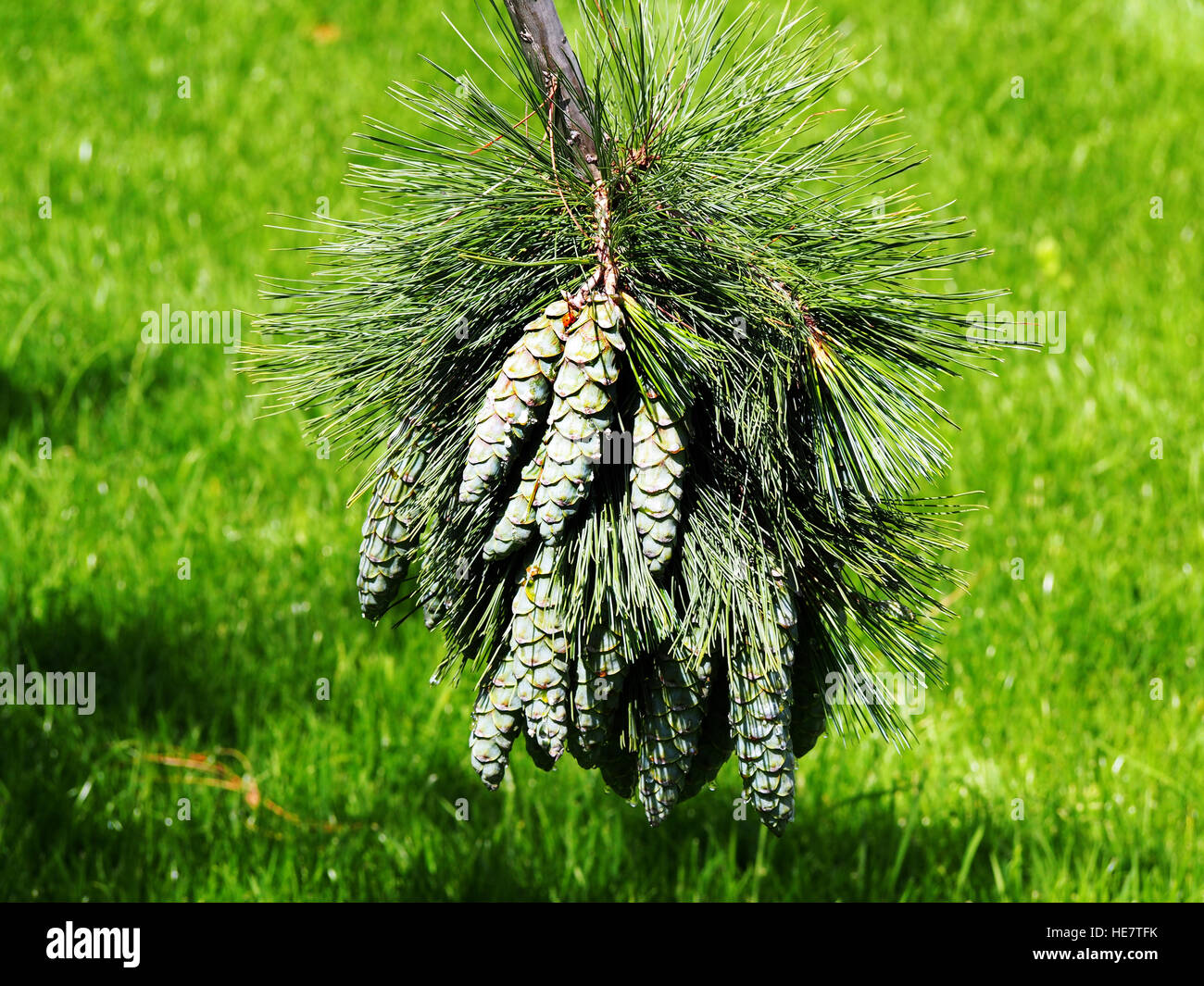 Pinus wallichiana - bhutan pine, blue pine Stock Photo - Alamy