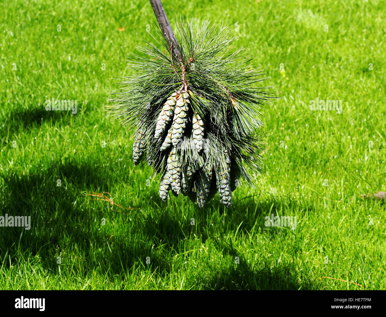 Pinus wallichiana hi-res stock photography and images - Alamy