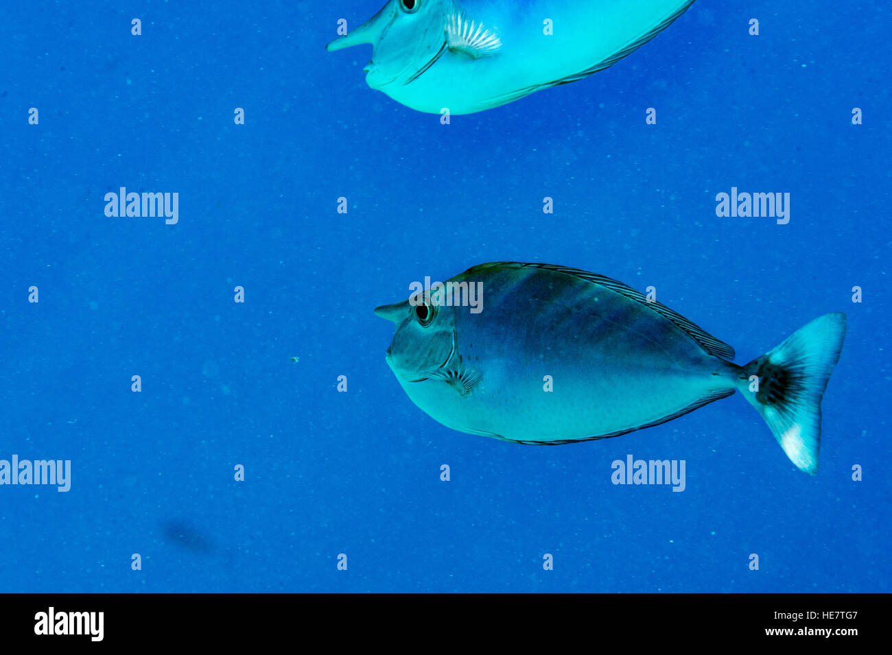 Tropical reef fish Stock Photo - Alamy