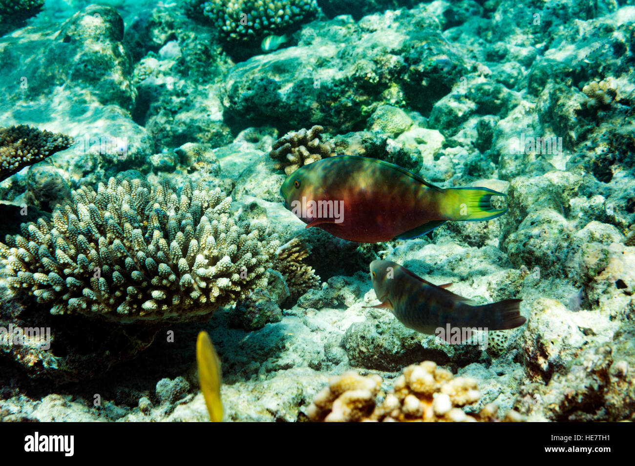 Tropical reef fish Stock Photo - Alamy