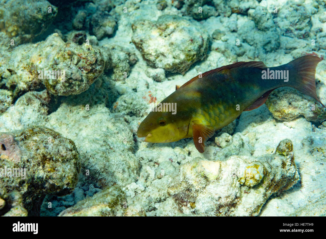 Tropical reef fish Stock Photo - Alamy