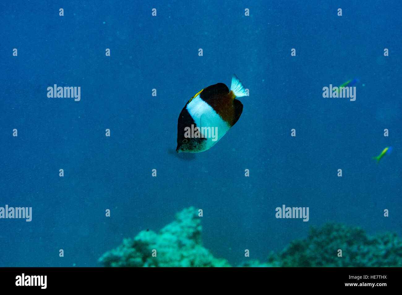 Tropical reef fish Stock Photo - Alamy