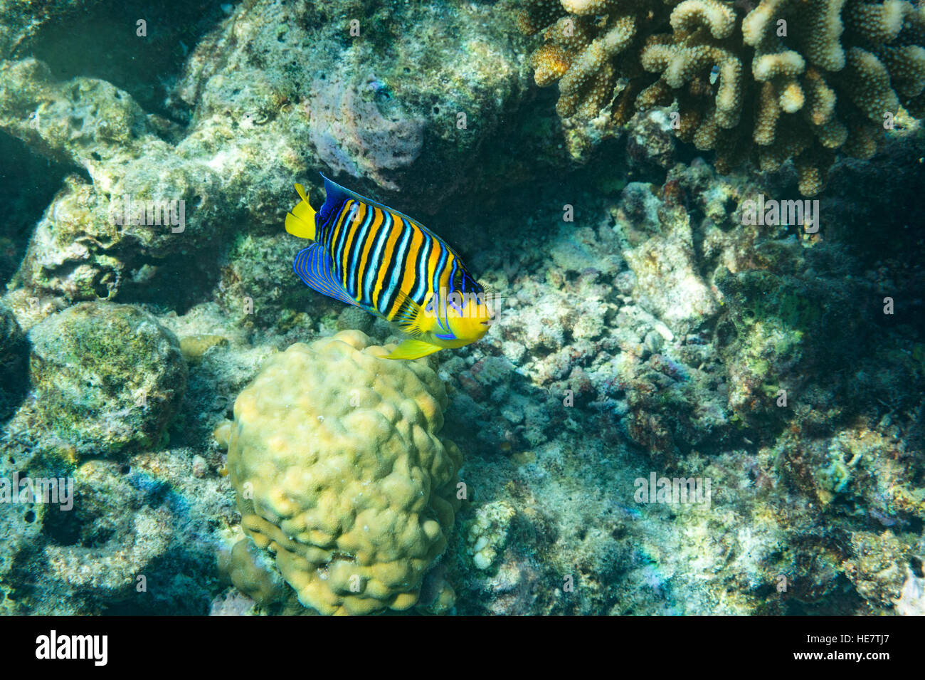 Tropical reef fish Stock Photo - Alamy