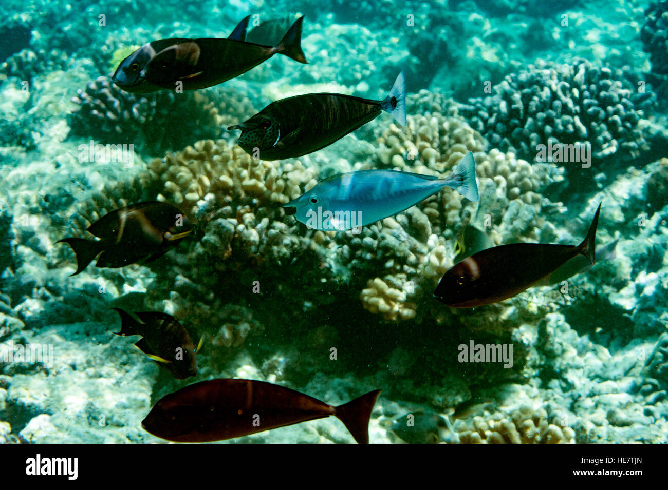Tropical reef fish Stock Photo - Alamy