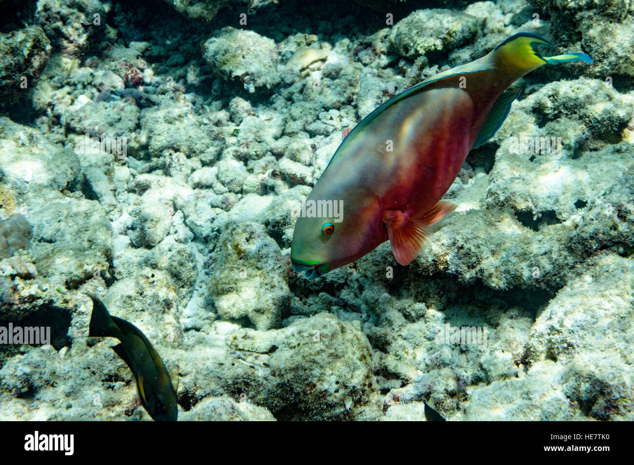 Tropical reef fish Stock Photo - Alamy