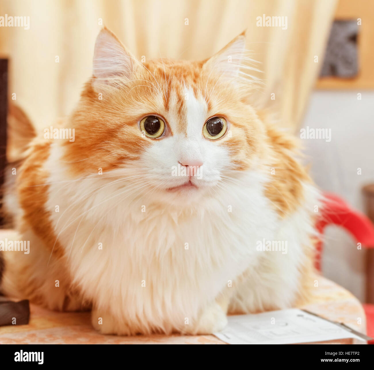 Adult domestic cute cat hi-res stock photography and images - Alamy