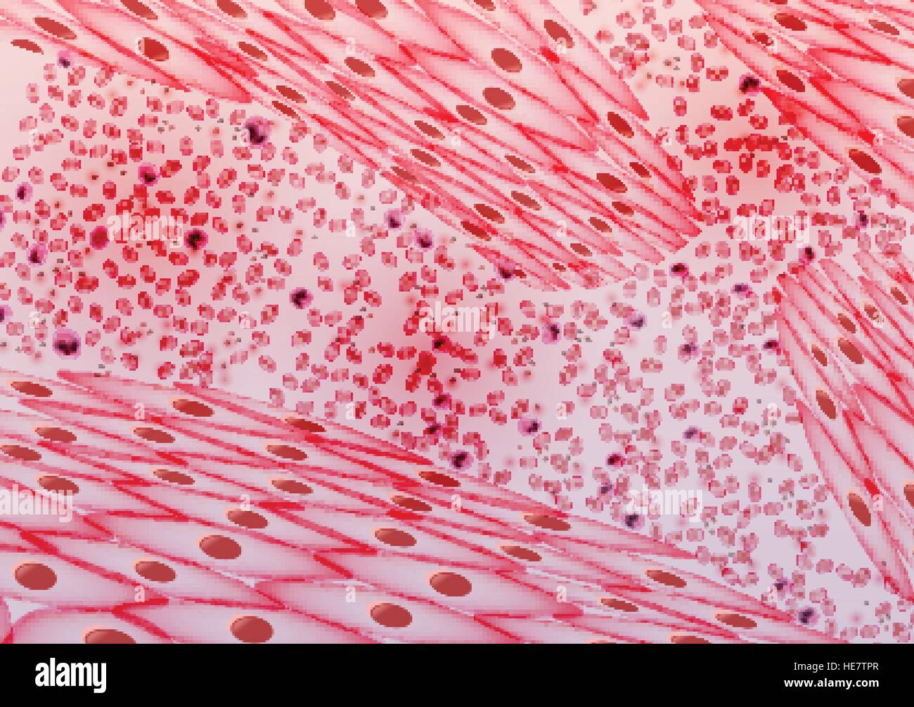 Blood vessels microscope hi-res stock photography and images - Alamy