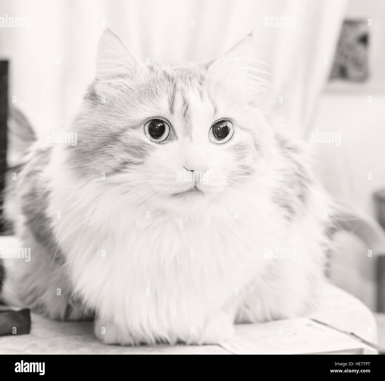 Adult cat hi-res stock photography and images - Alamy