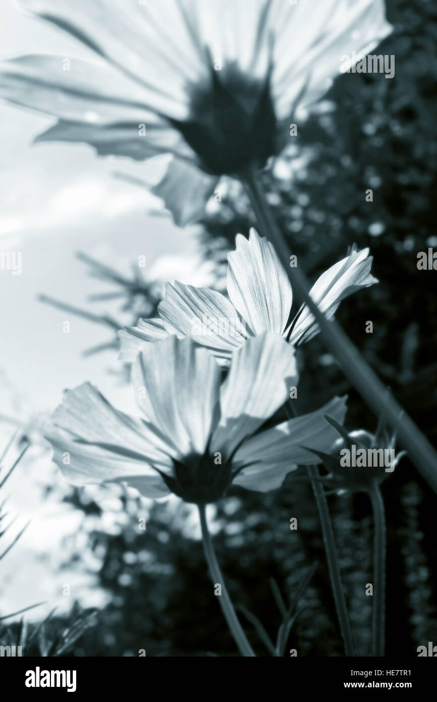 Beautiful black white flowers hi-res stock photography and images - Alamy