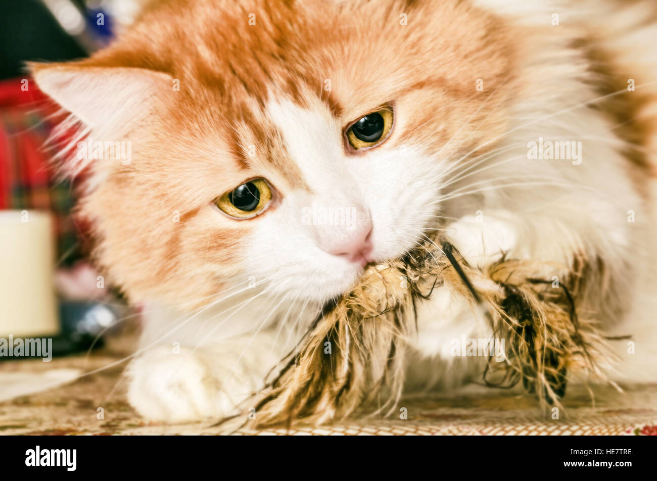 Adult cat playing hi-res stock photography and images - Alamy