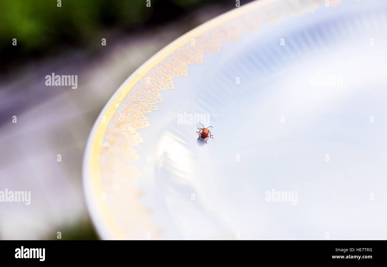 Little bug creeps on big white plate Stock Photo - Alamy