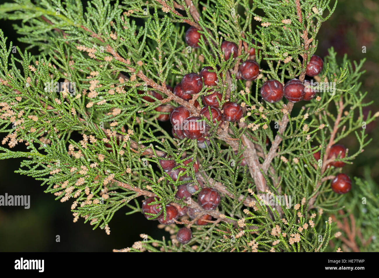 Phönizischer Wacholder, Rotfrüchtiger Wacholder, Juniperus phoenicea ...