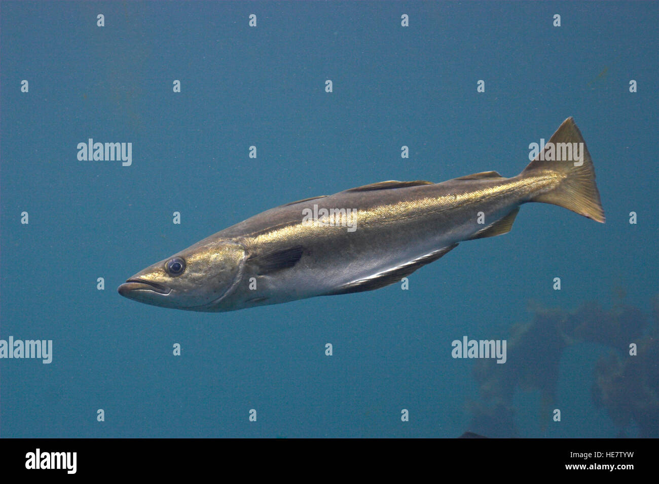 Steinkohler hi-res stock photography and images - Alamy