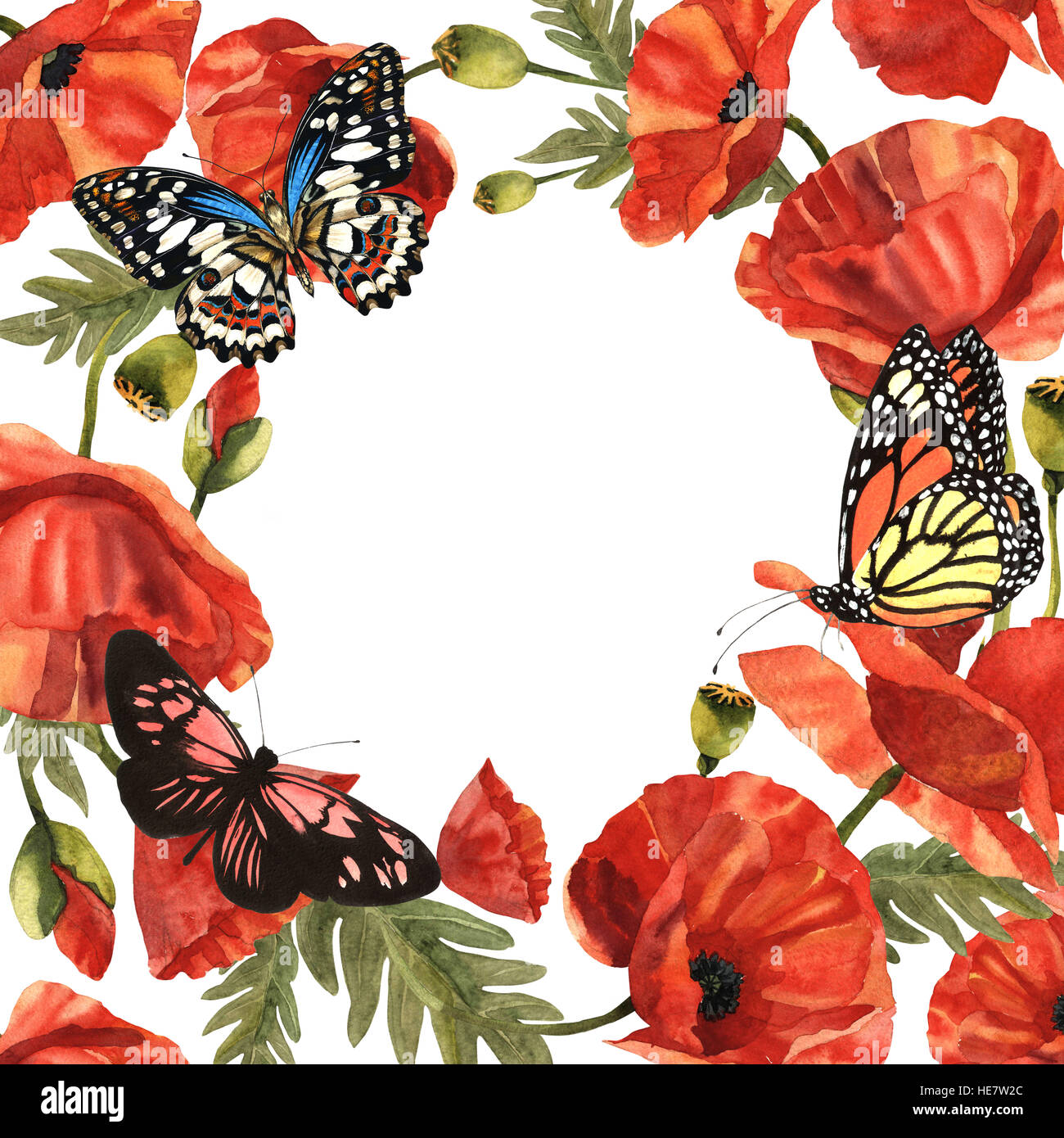 Wildflower poppy flower frame in a watercolor style isolated Stock ...