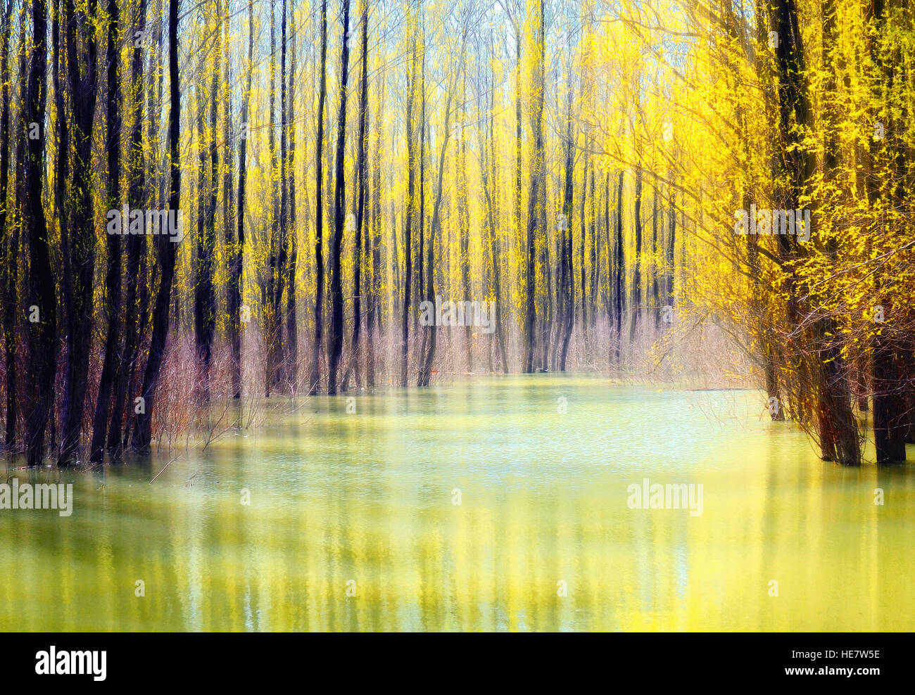 the often flood of an autumn forest on the banks of danube, romania ...