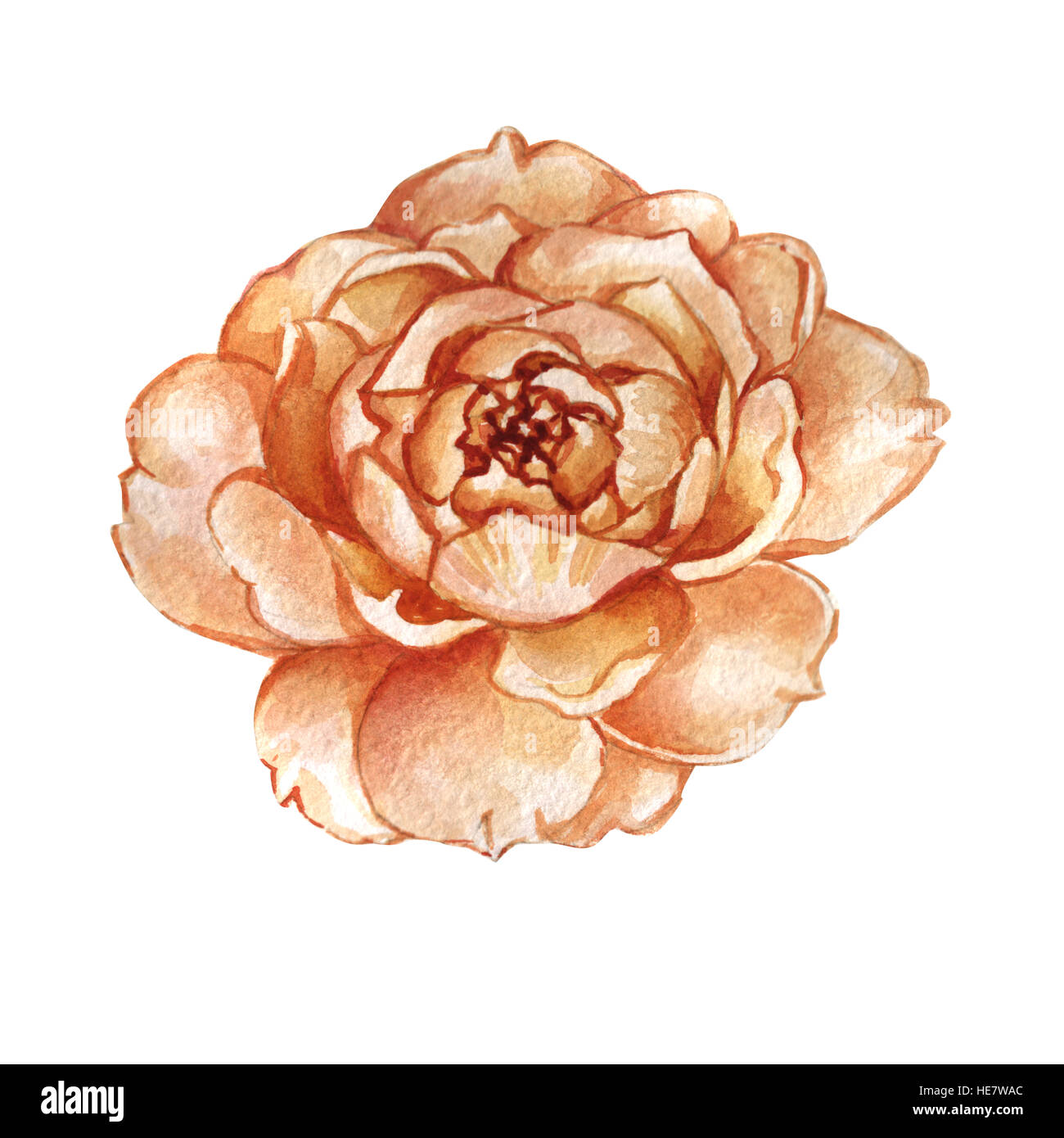 Wildflower rose flower in a watercolor style isolated Stock Photo - Alamy