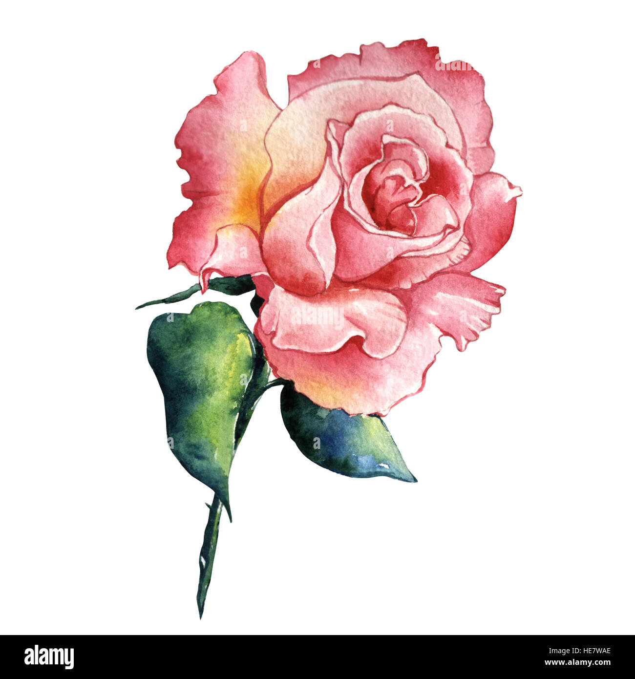 Wildflower rose flower in a watercolor style isolated Stock Photo - Alamy