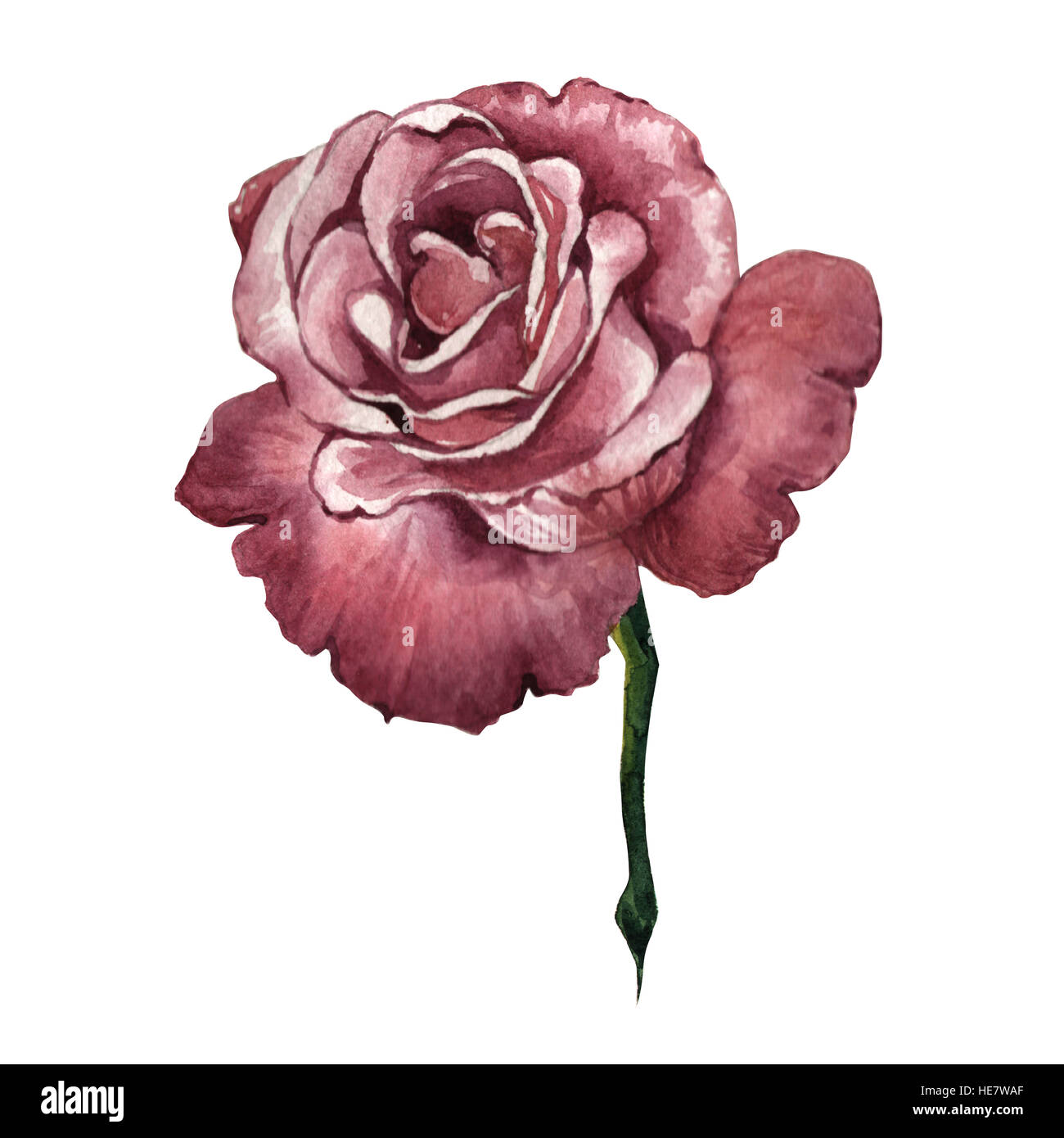 Wildflower rose flower in a watercolor style isolated Stock Photo - Alamy