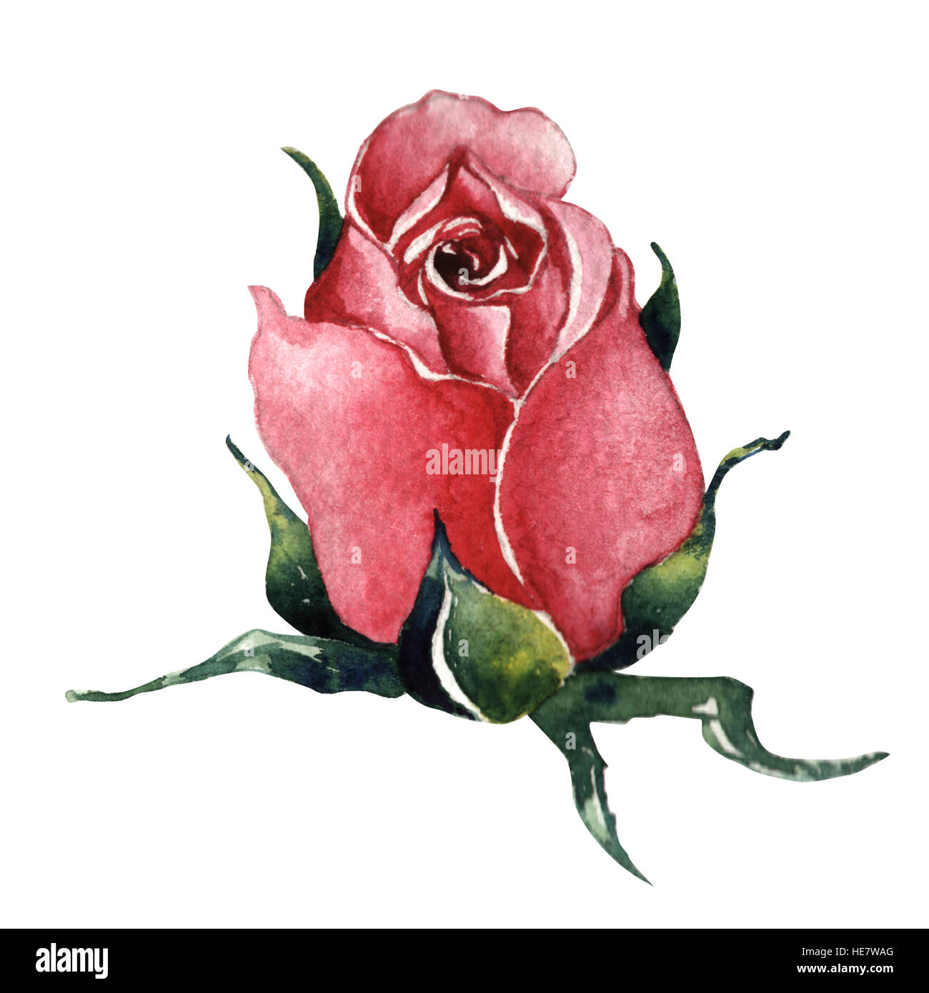 Wildflower rose flower in a watercolor style isolated Stock Photo - Alamy
