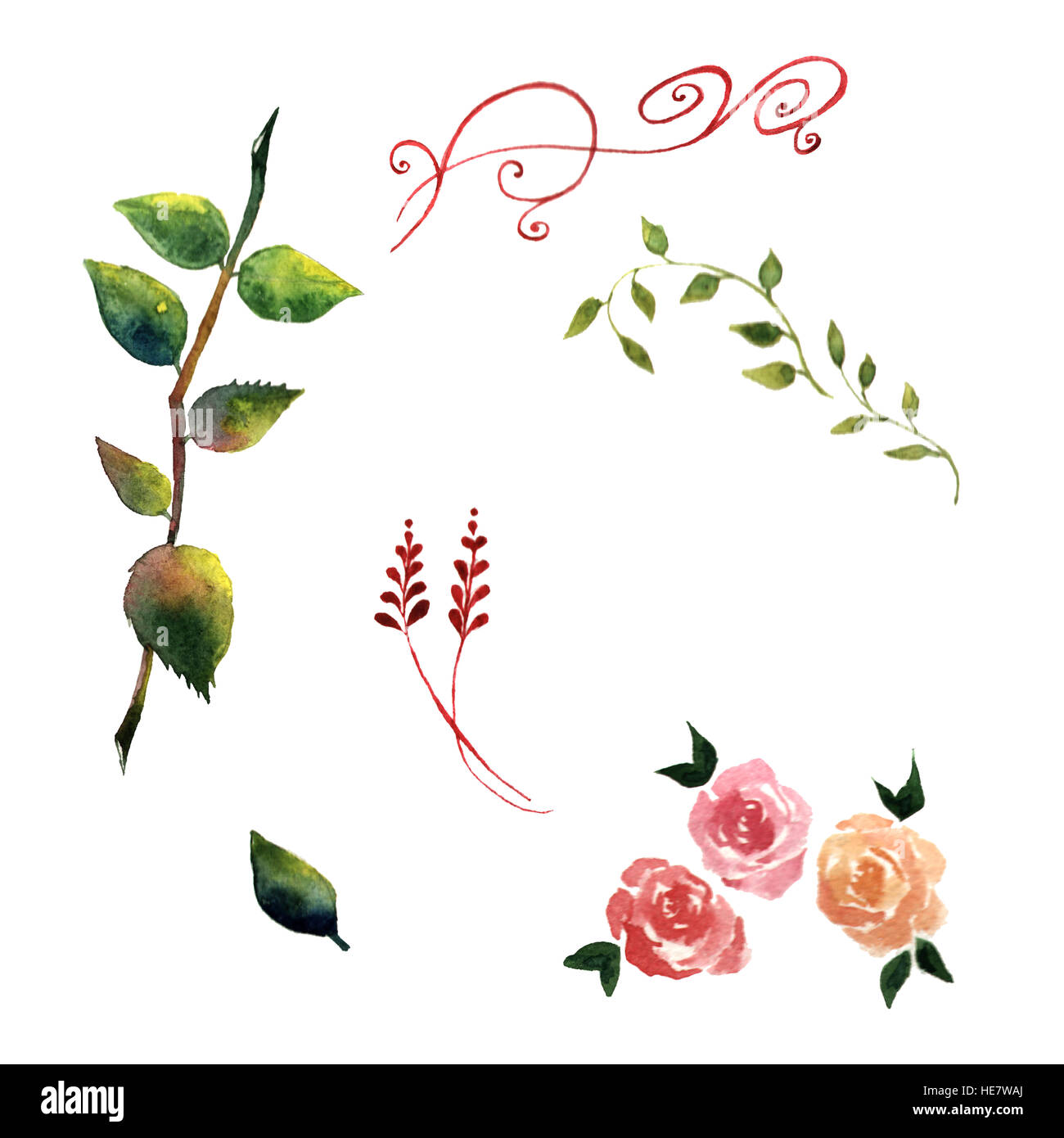 Wildflower rose flower in a watercolor style isolated Stock Photo - Alamy