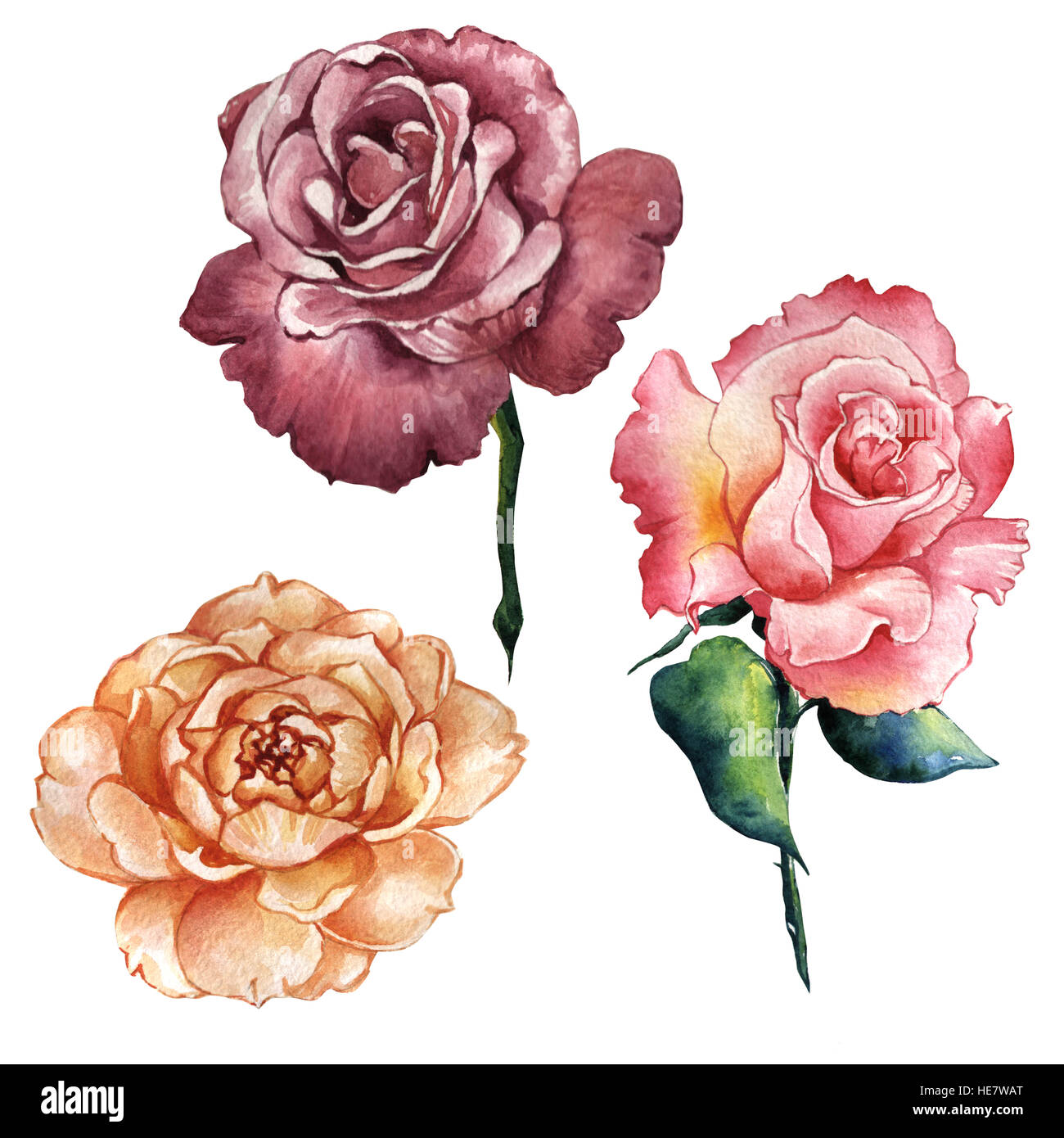 Wildflower rose flower in a watercolor style isolated Stock Photo - Alamy