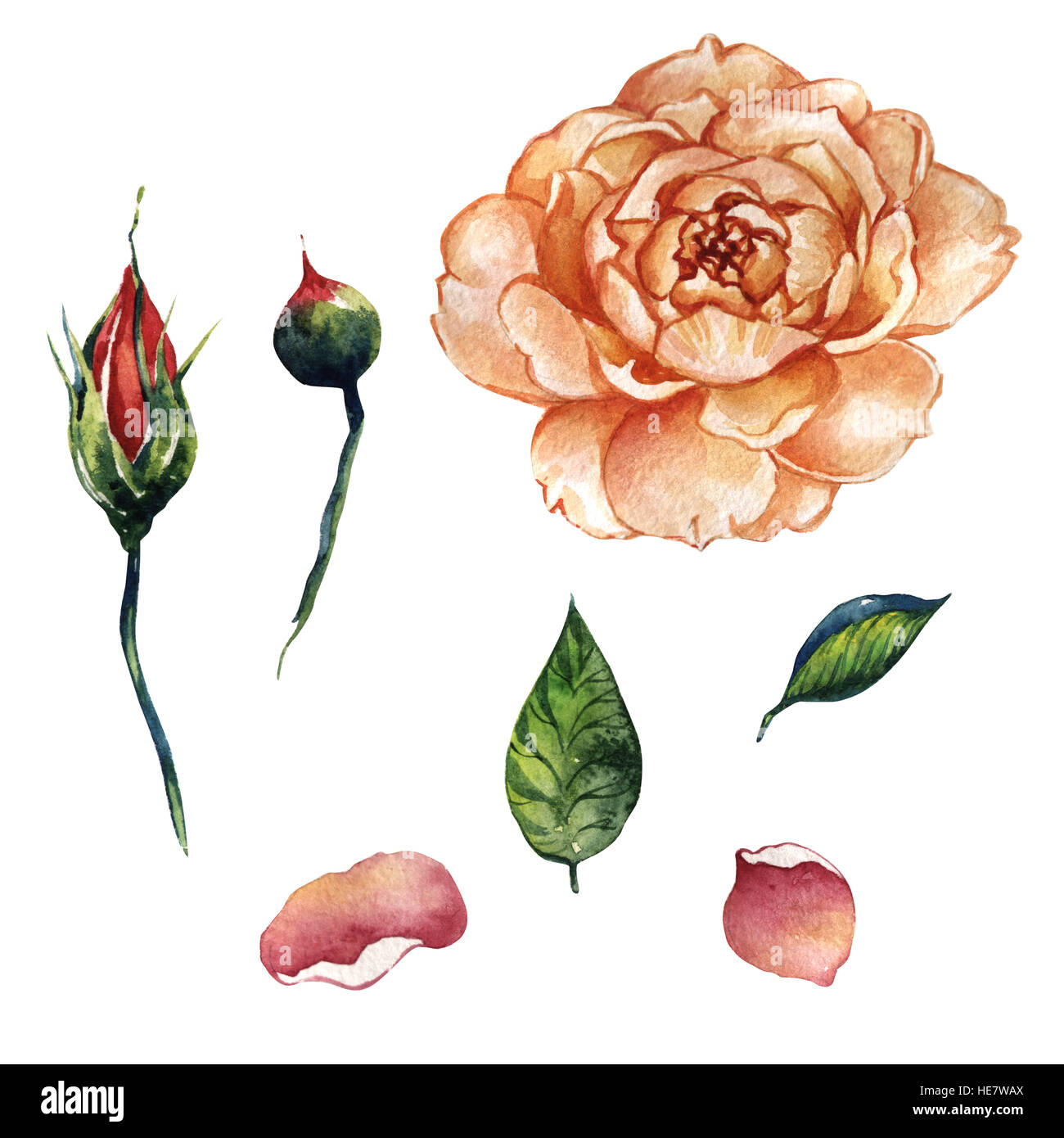 Wildflower rose flower in a watercolor style isolated Stock Photo - Alamy