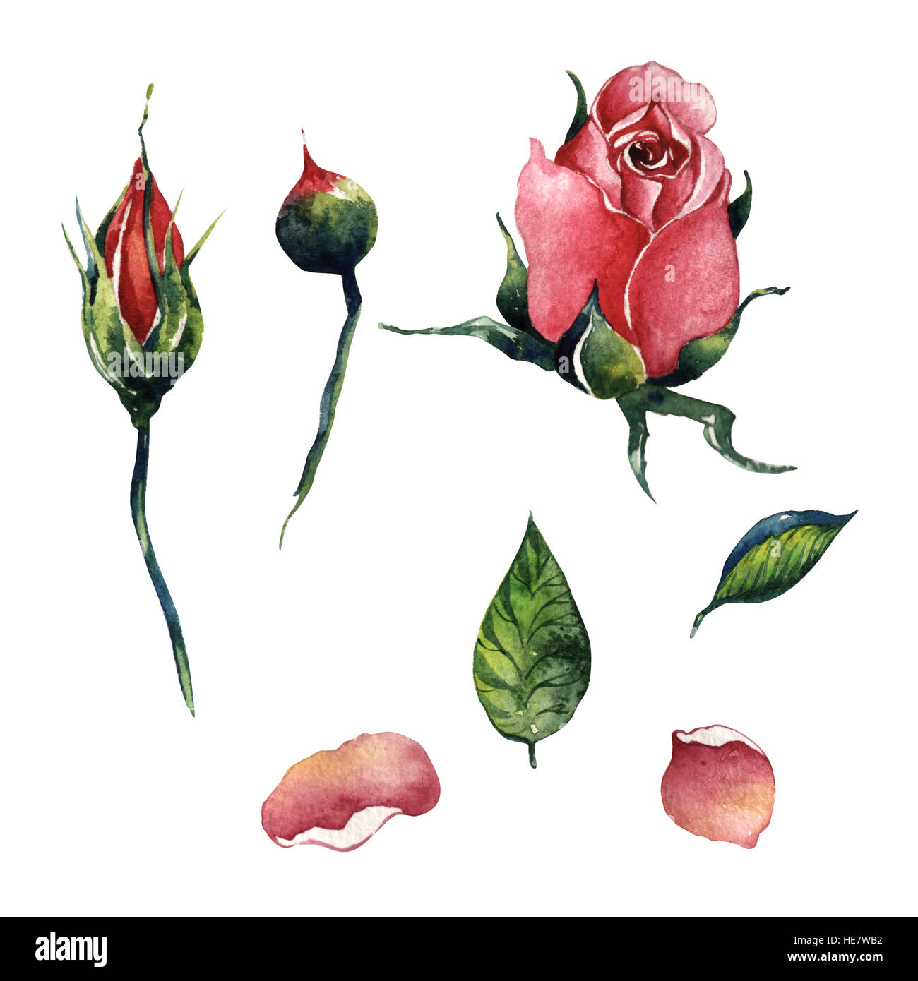 Wildflower rose flower in a watercolor style isolated Stock Photo - Alamy