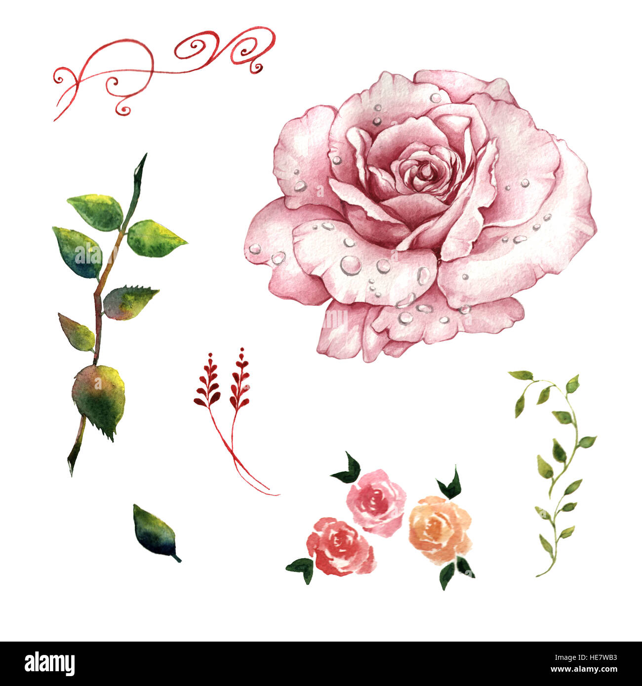 Wildflower rose flower in a watercolor style isolated Stock Photo - Alamy