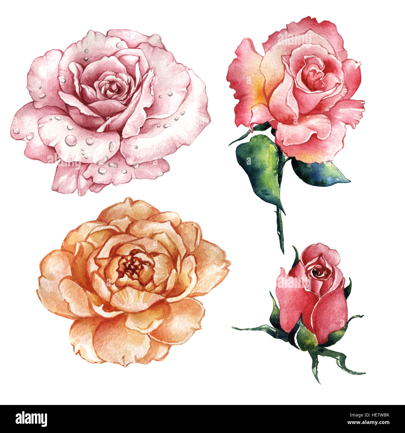 Wildflower rose flower in a watercolor style isolated Stock Photo - Alamy