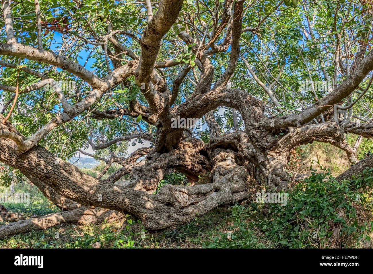 Carob tree treetop Stock Photo - Alamy