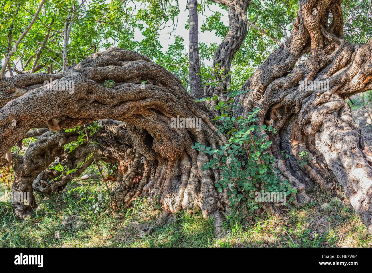 Carob tree trunk Stock Photo - Alamy