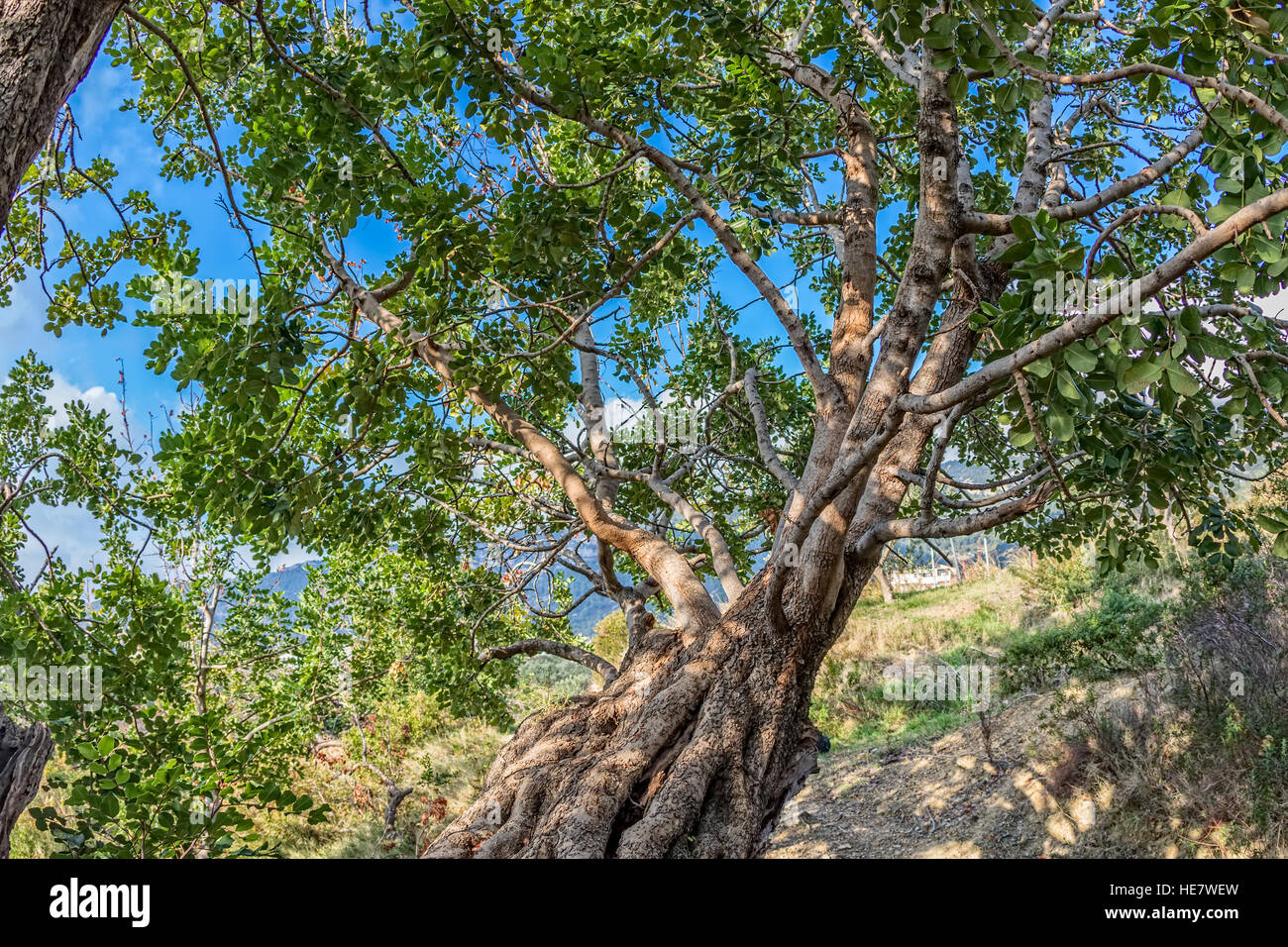 Carob tree treetop Stock Photo - Alamy