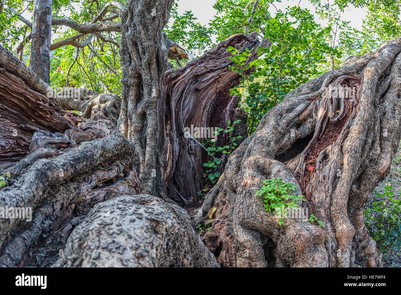 Old carob tree hi-res stock photography and images - Alamy