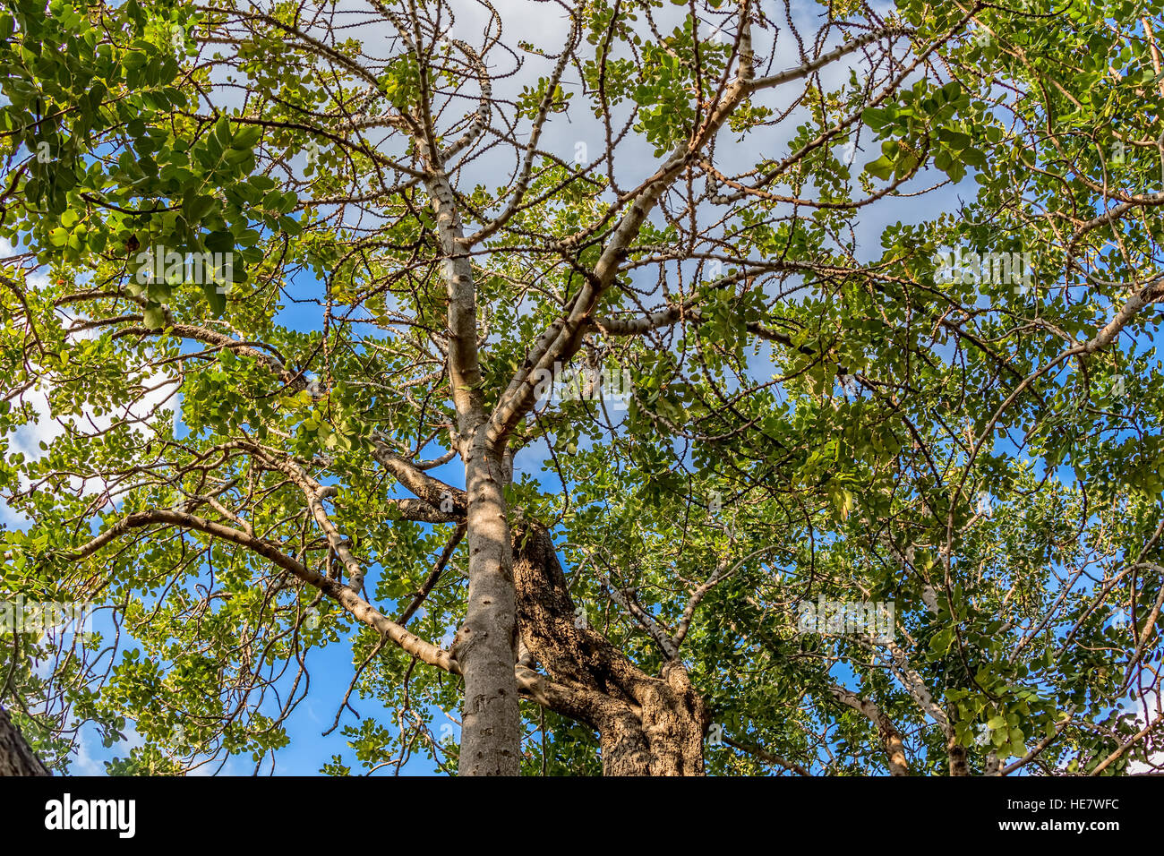Carob tree treetop Stock Photo - Alamy