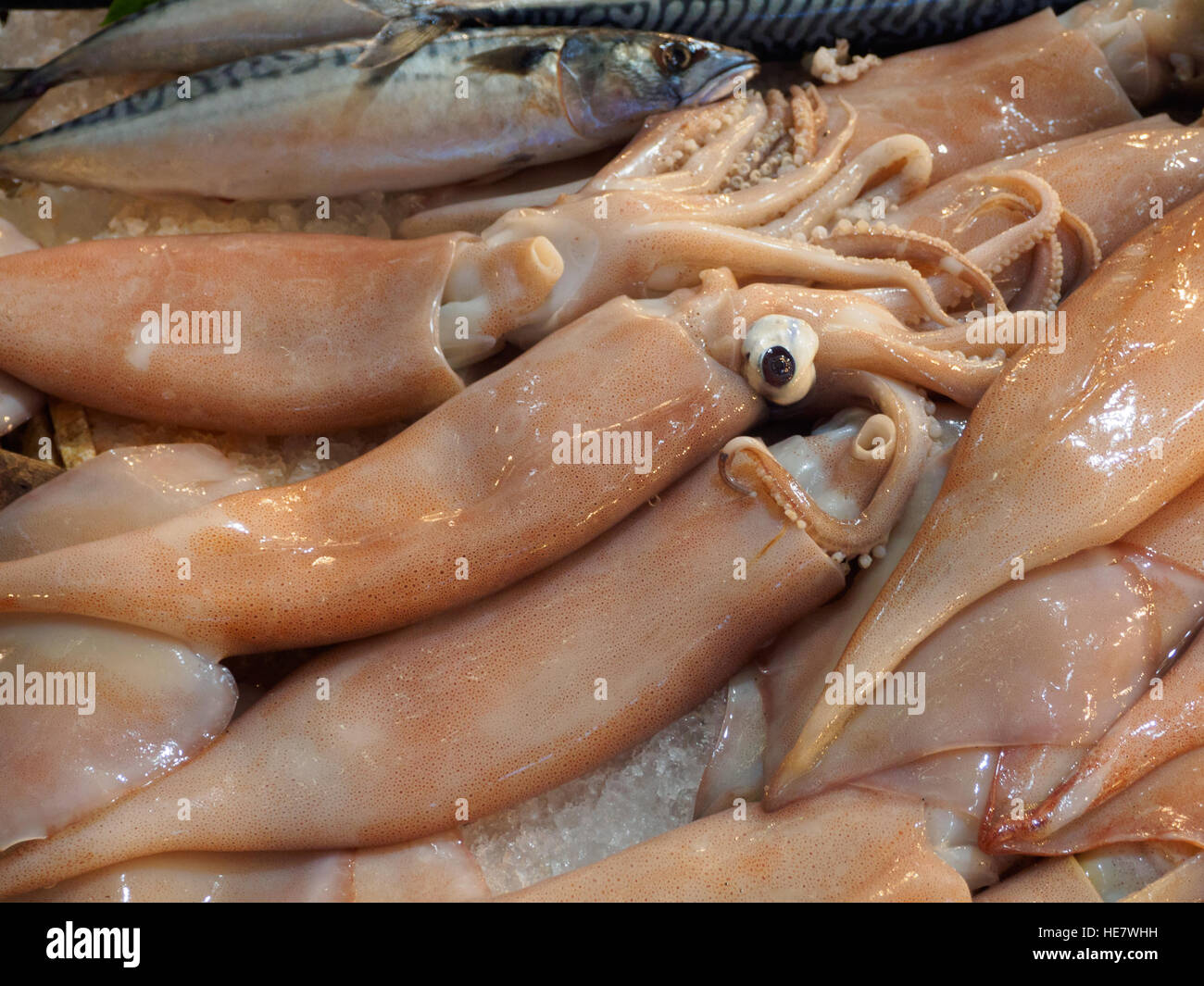 Calamari Fish