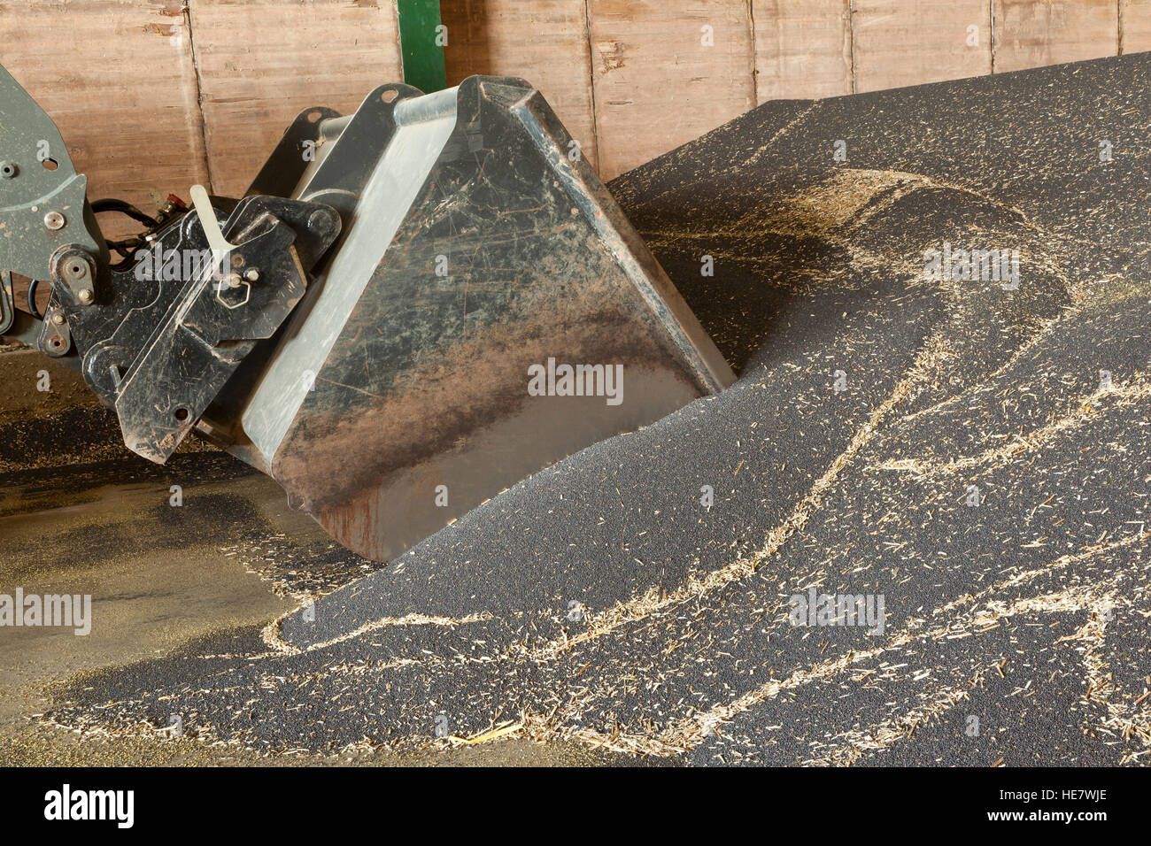 An agricultural loader bucket pushing up heaped Oil Seed Rape seeds ...
