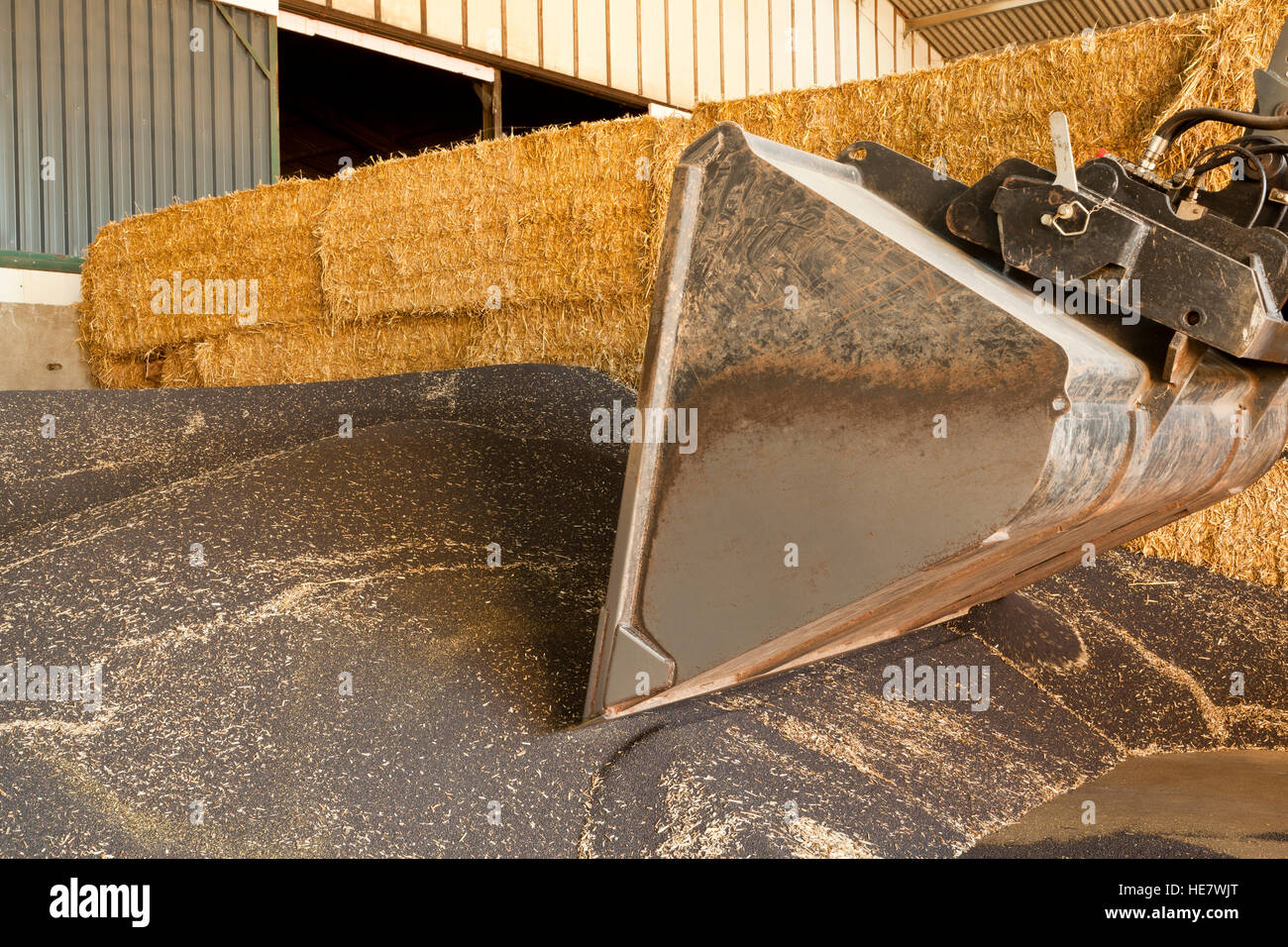 An agricultural loader bucket pushing up heaped Oil Seed Rape seeds ...