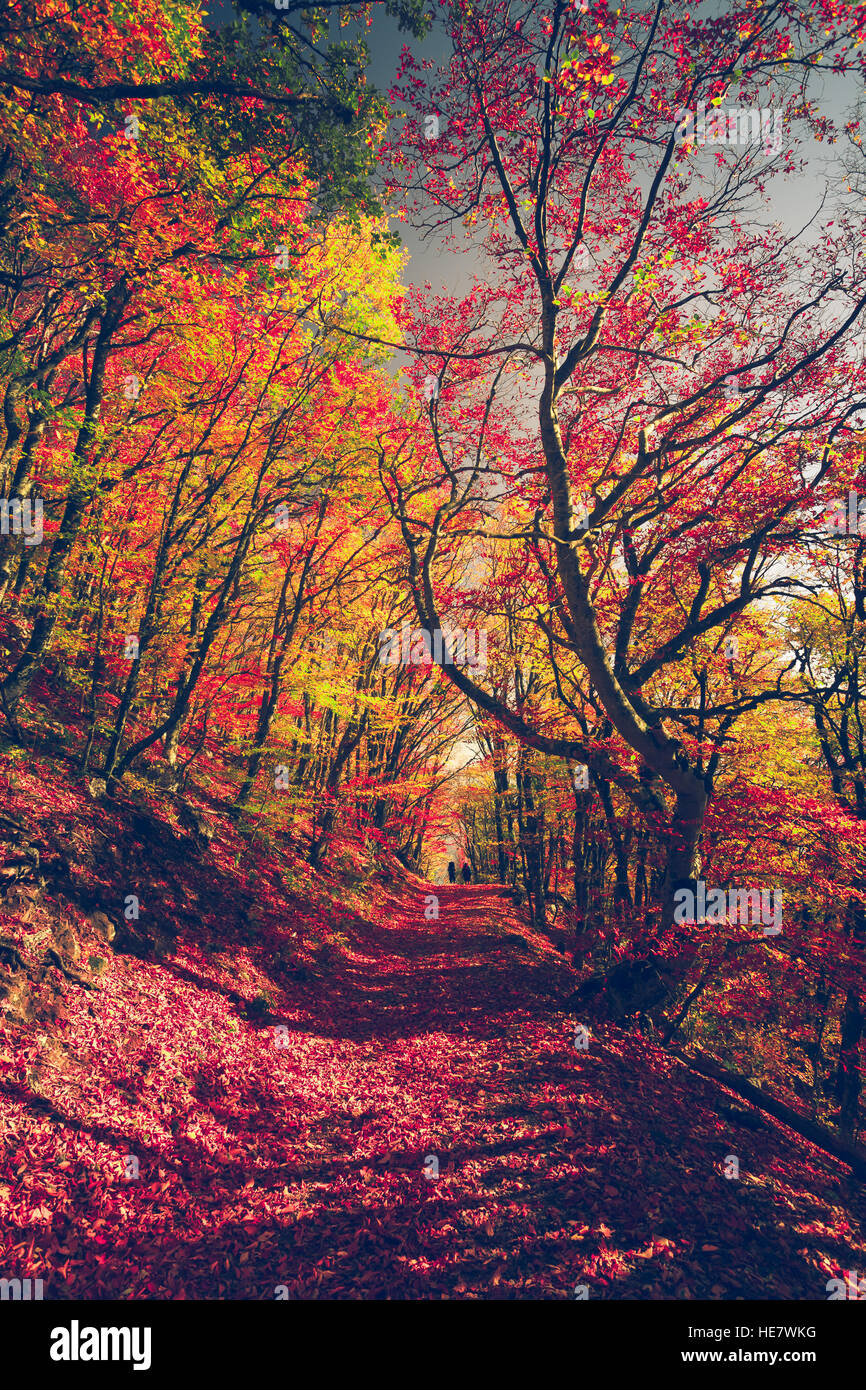 Majestic colorful forest Stock Photo - Alamy