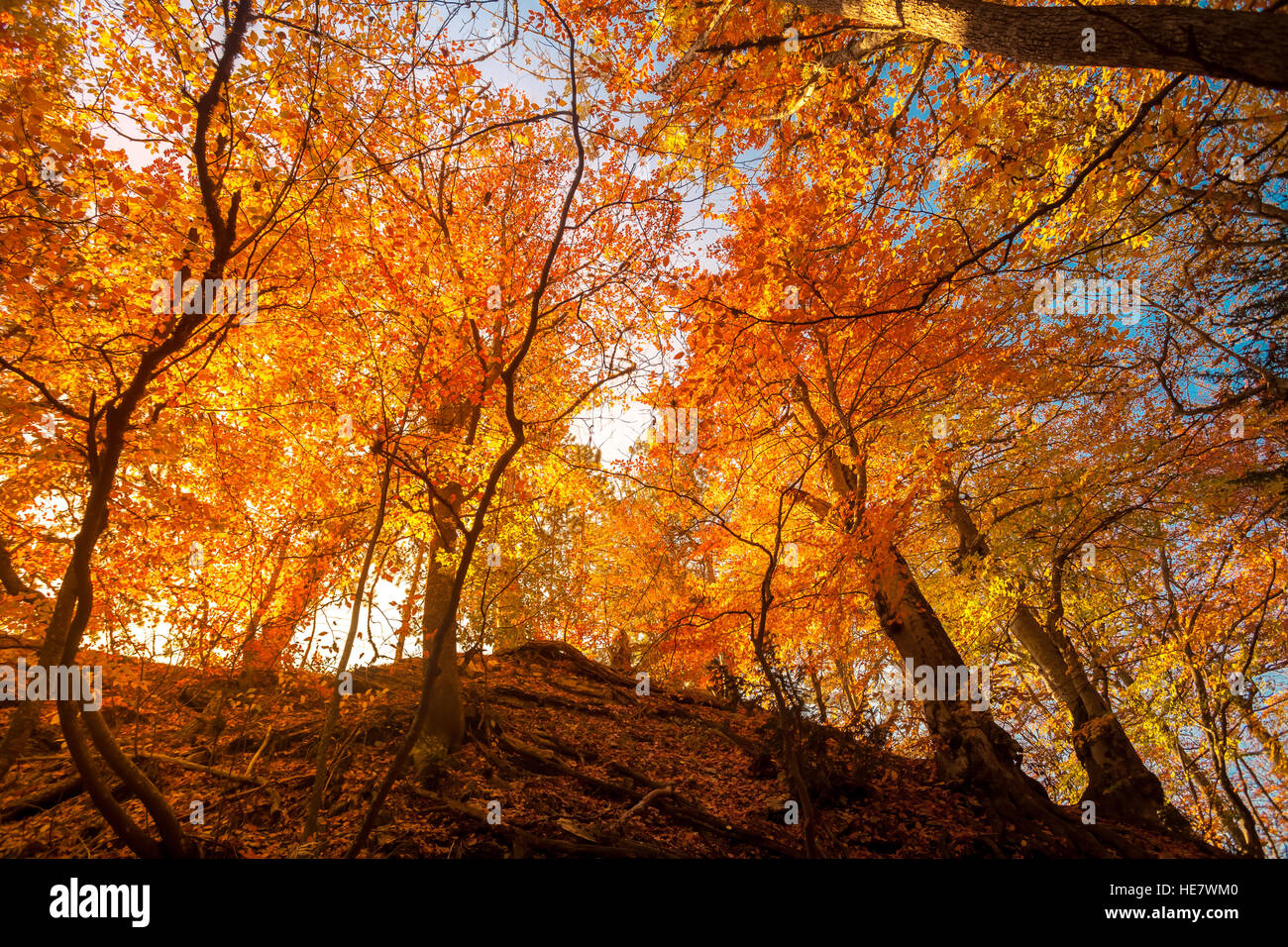 Golden autumn in the forest Stock Photo - Alamy