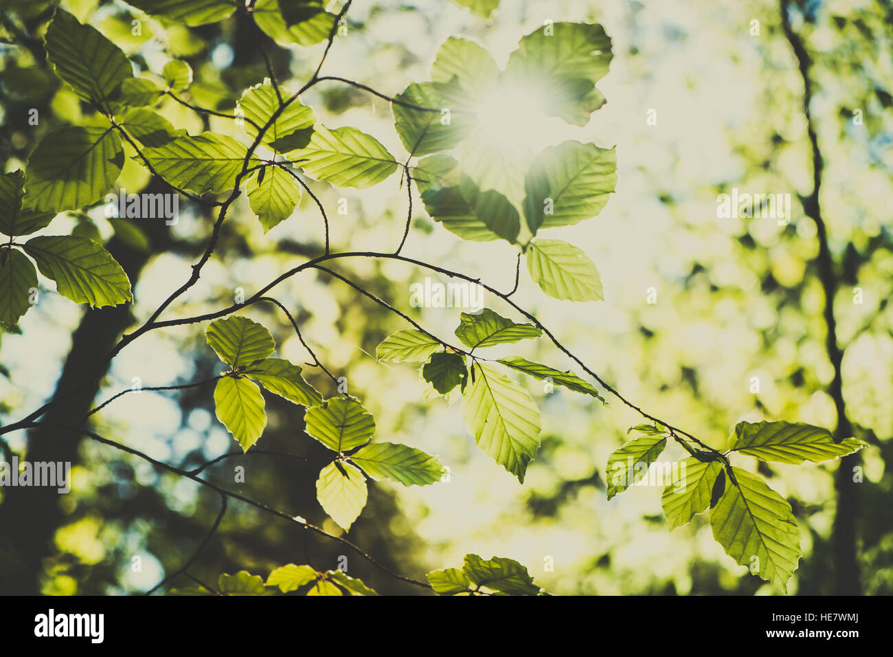 Green leaves and sunlight Stock Photo - Alamy