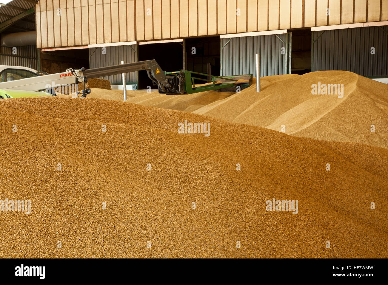 An agricultural loader pushing up corn in a store Stock Photo - Alamy