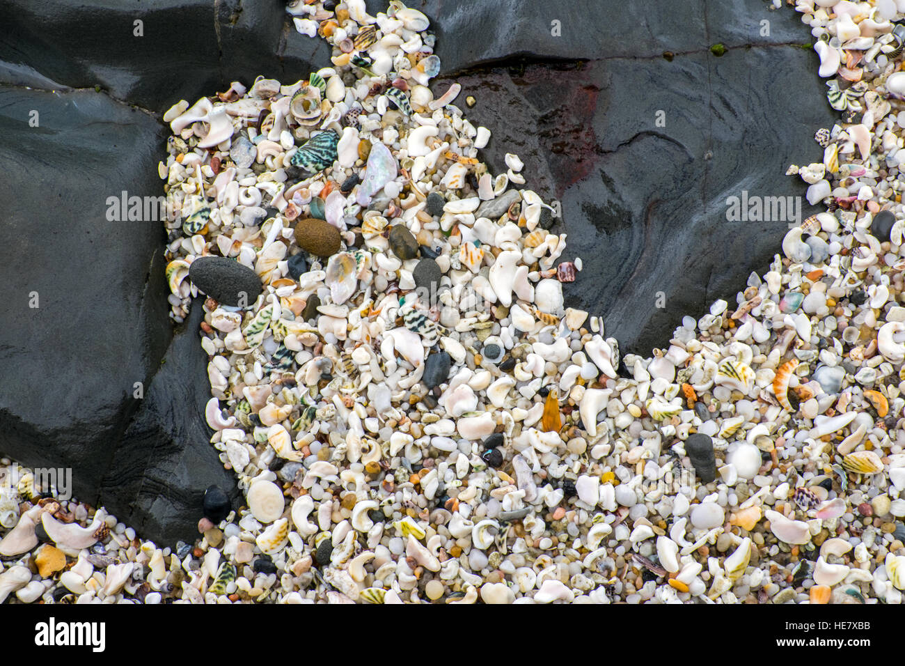 Fragments of the shells hi-res stock photography and images - Alamy