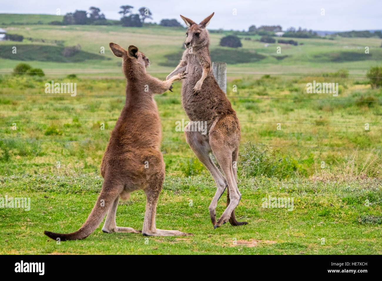 Boxing kangaroo hi-res stock photography and images - Alamy
