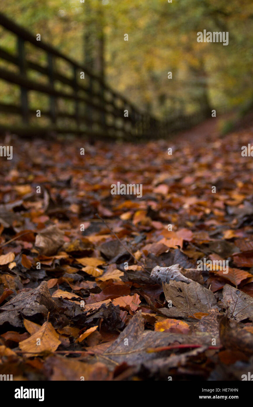 Calderglen country hi-res stock photography and images - Alamy
