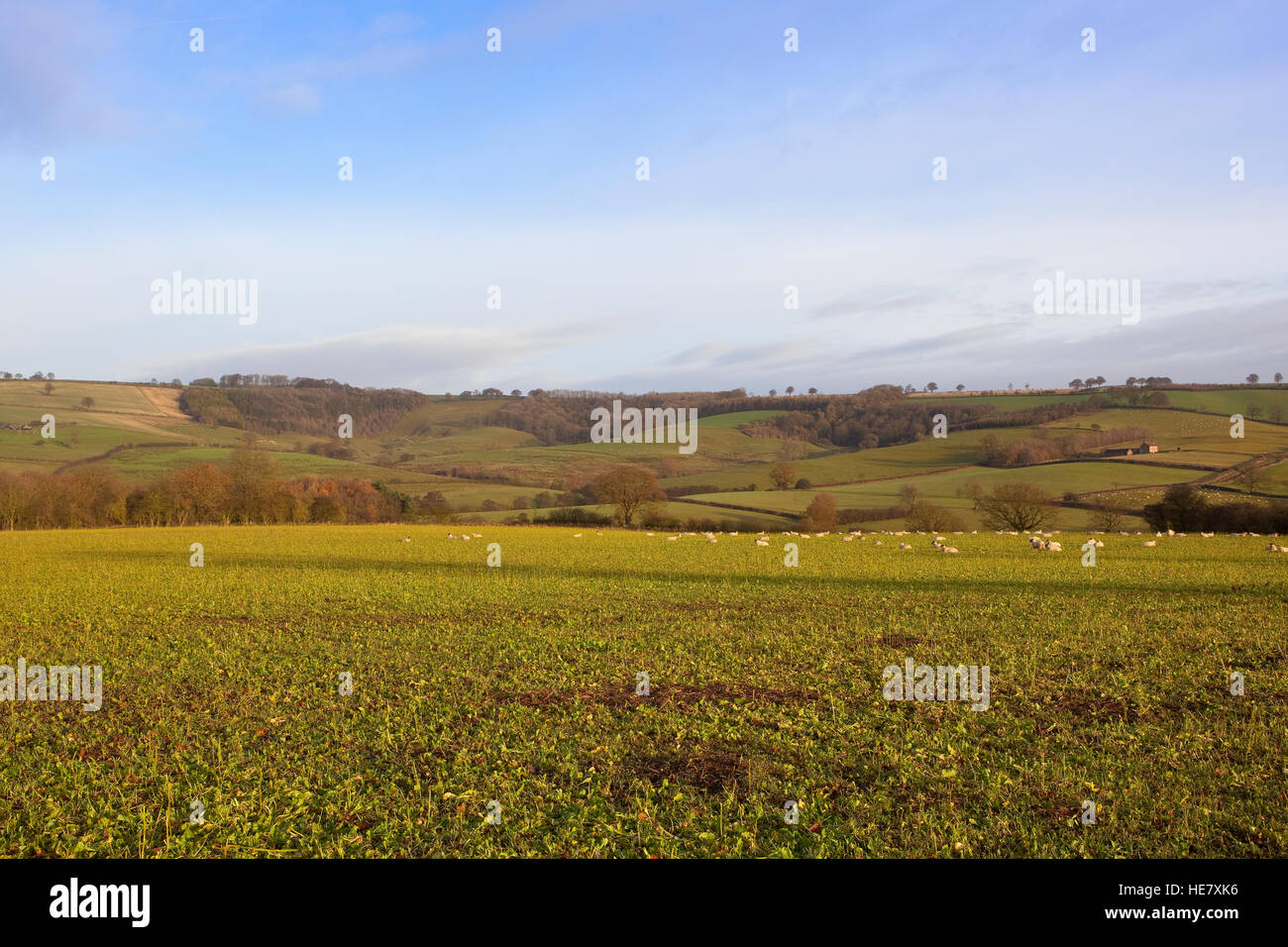 Woodland fodder hi-res stock photography and images - Alamy