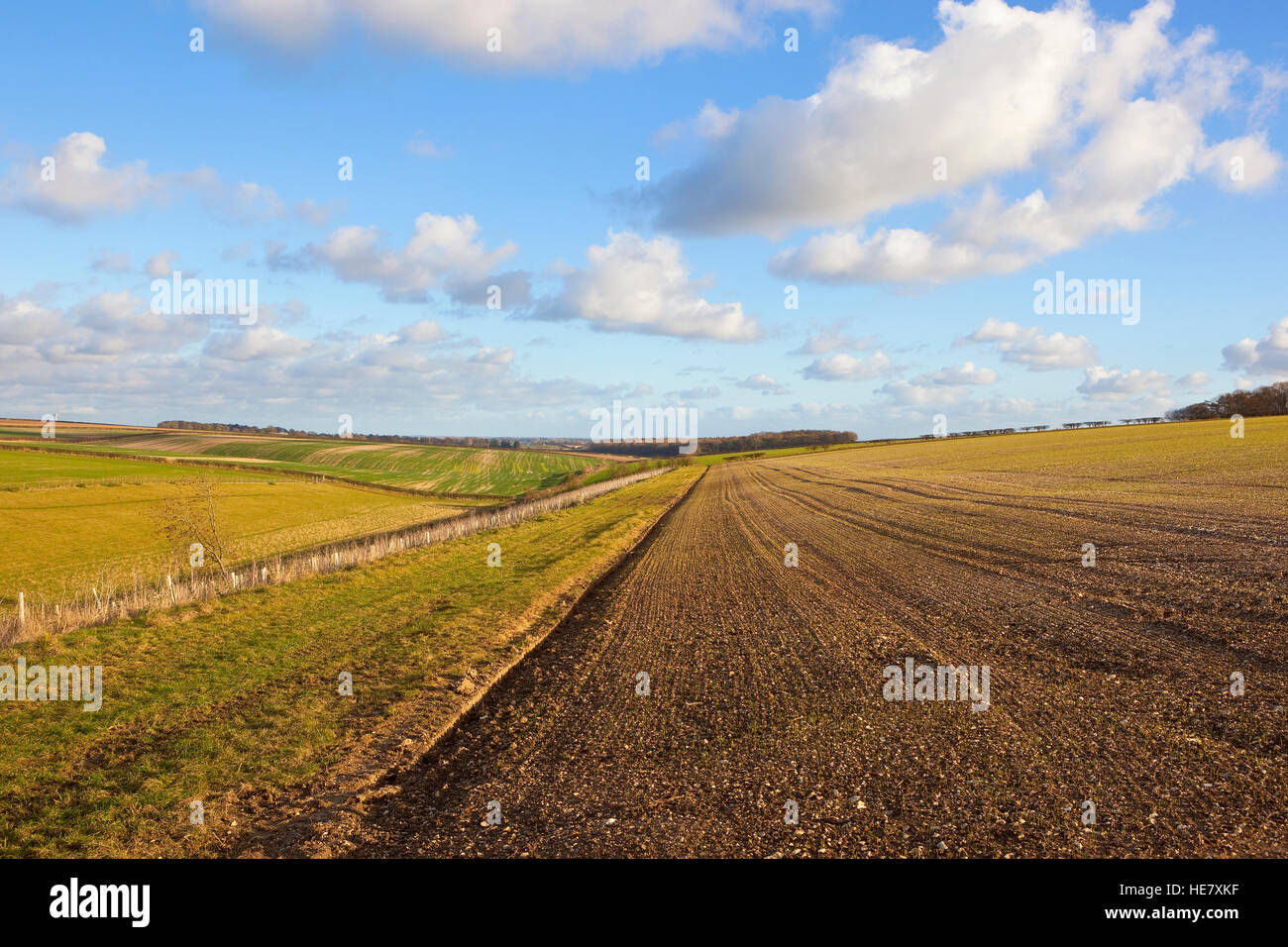 English farmland landscape with seedling cereals and tree saplings in ...