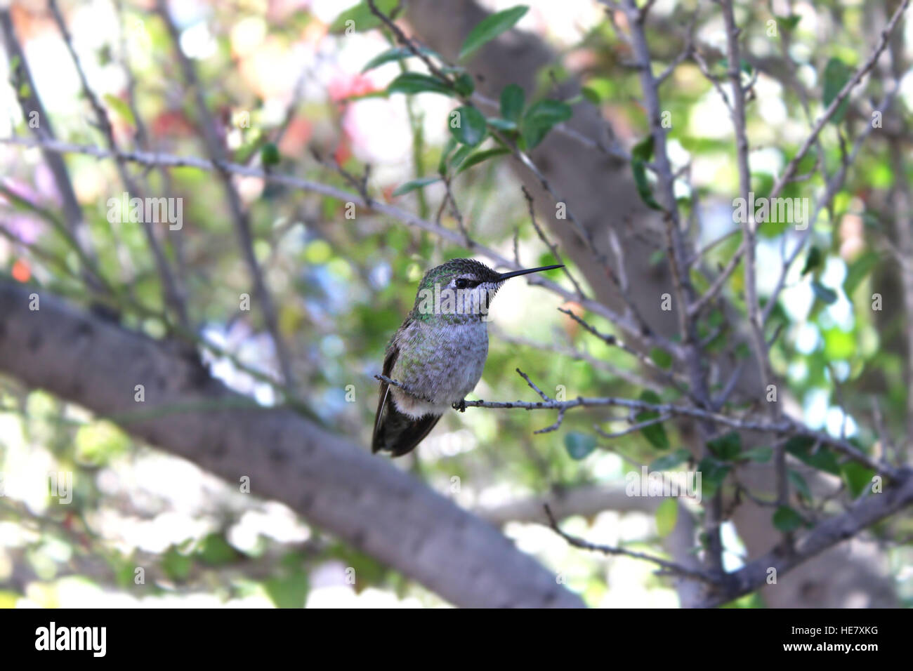 Clear hummingbird hi-res stock photography and images - Alamy